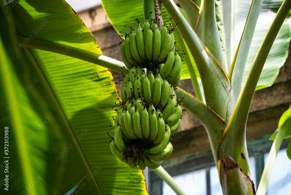 banana tree nature dreen diet food tropical Stock Photo | Adobe Stock