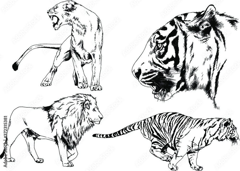 vector drawings sketches different predator , tigers lions cheetahs and ...