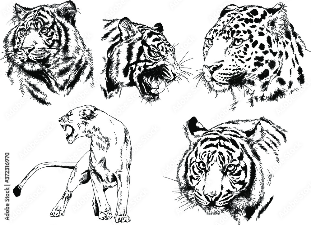 vector drawings sketches different predator , tigers lions cheetahs and ...
