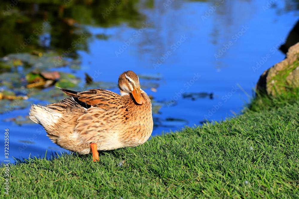 Large yellow duck is walking on lawn near the water. Poultry, farm in ...