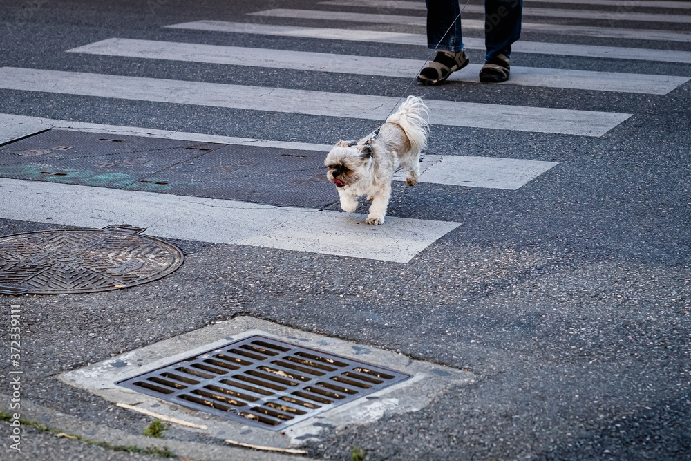 Homme qui traverse la rue sur les passages piétons avec son petit chien ...