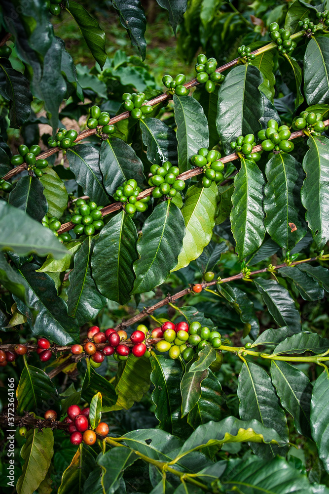 Fotka „Campo Caldense, paisaje cultural cafetero, cultivo, granos y ...