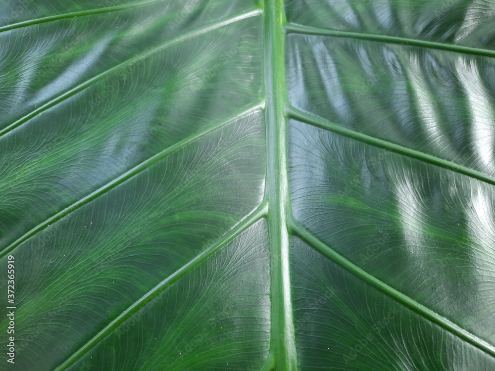 taro leaf texture, Colocasia esculenta giant green leaf . Also known as ...