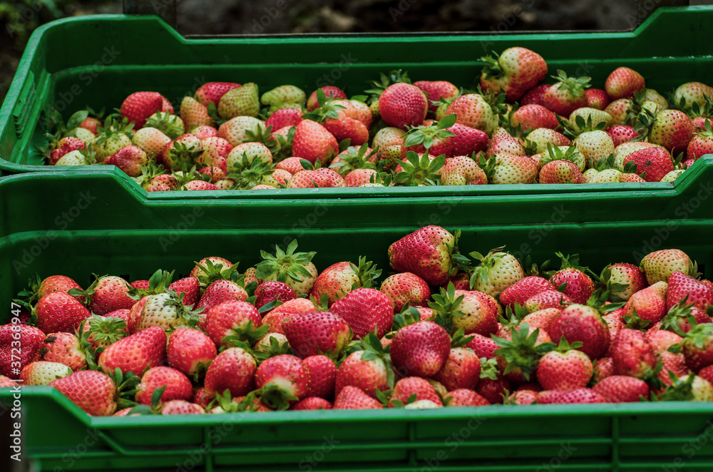 Cubeta de fresas en canastas, fresas de cundinamarca Colombia Stock ...
