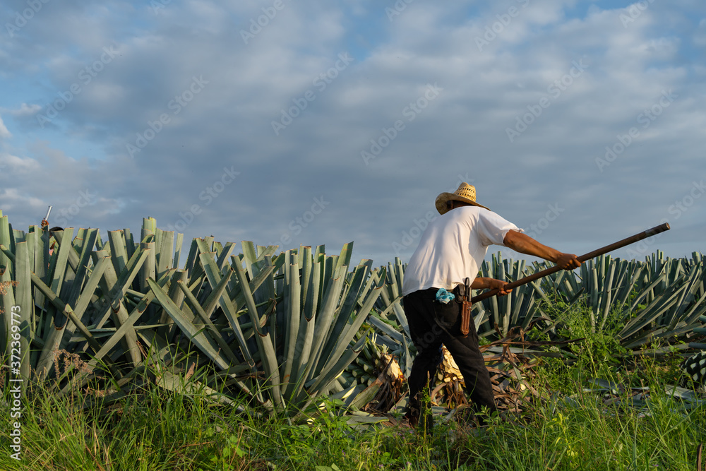 El jimador está concentrado cortando las pencas del agave en el campo ...