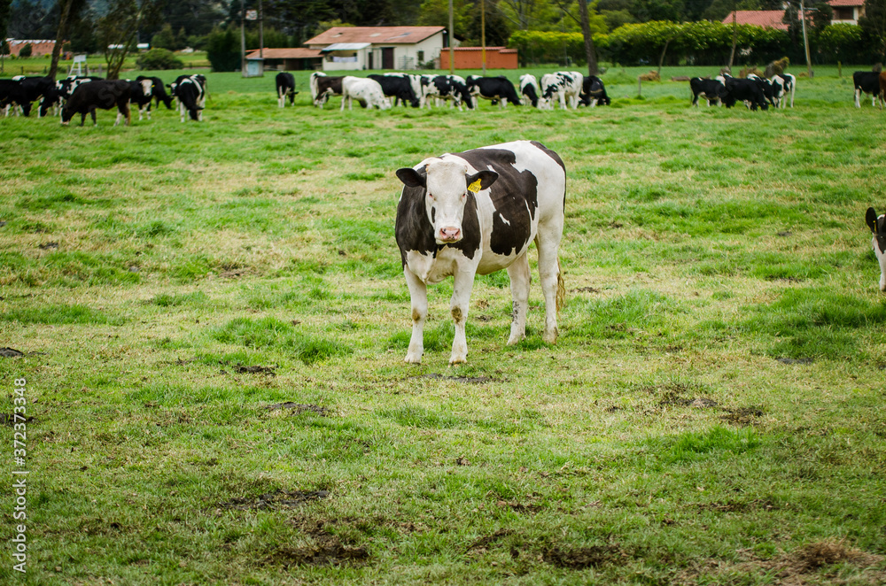 Ganadería de las sabanas de Bogotá_Ganado multiproposito, producción de ...
