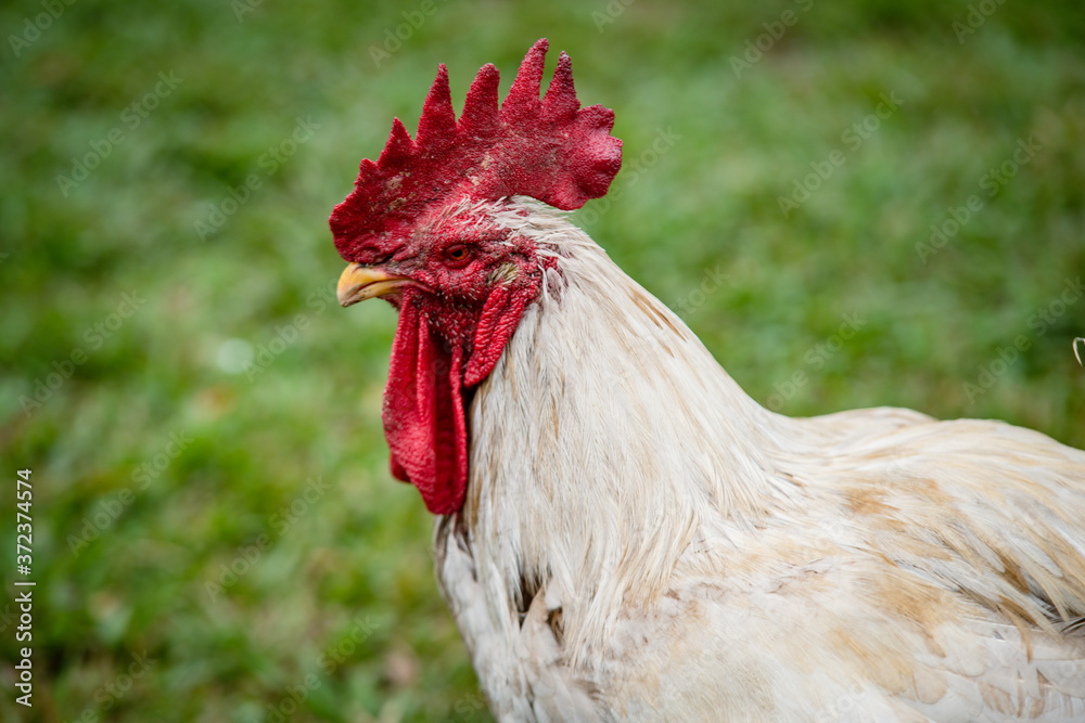 Aves, pollos, gallina, gallo, animales del campo_Colombia Stock Photo ...
