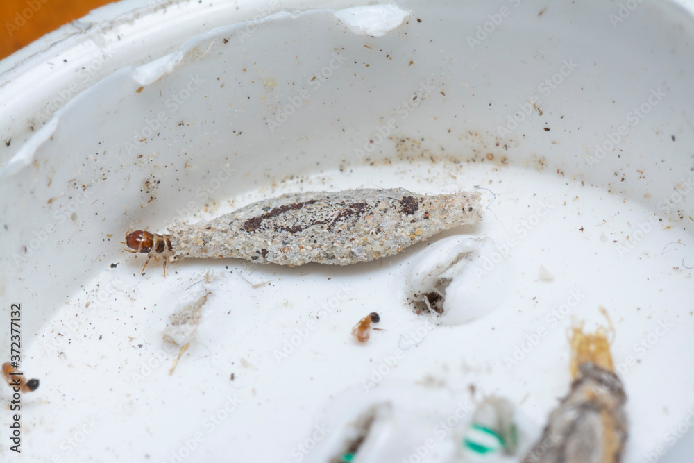 Tinea Pellionella larvae Stock Photo | Adobe Stock