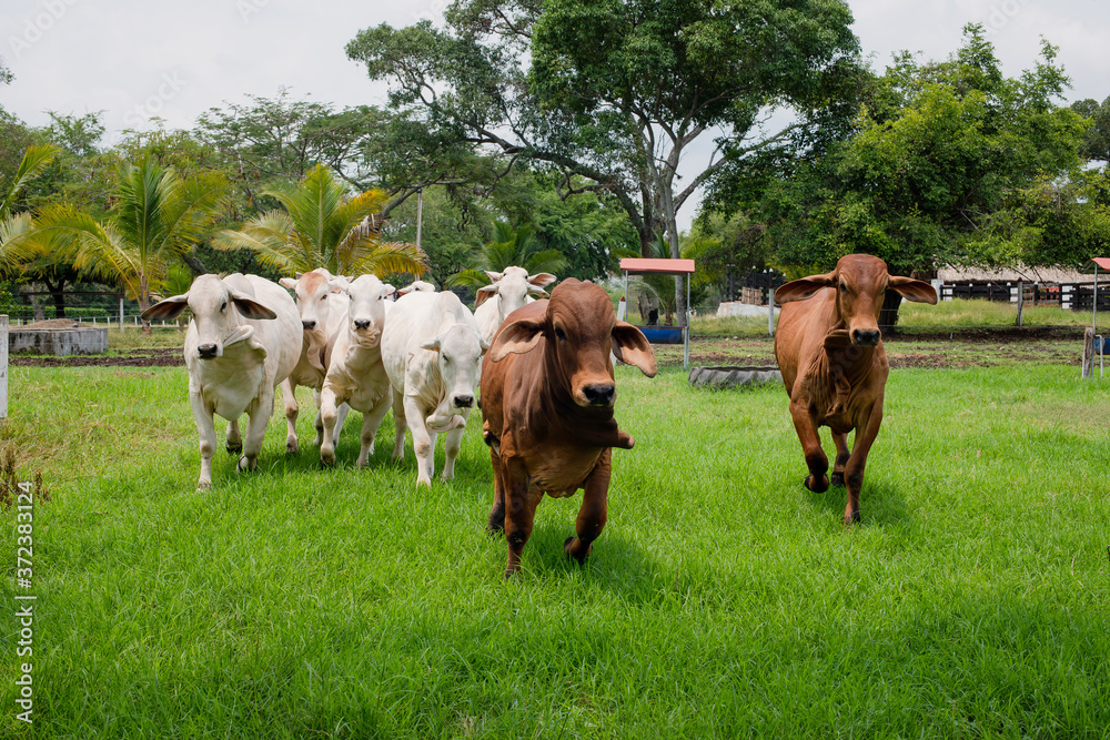 Ganadería Braman de las tierras Calidas de Colombia, Ganadería doble ...