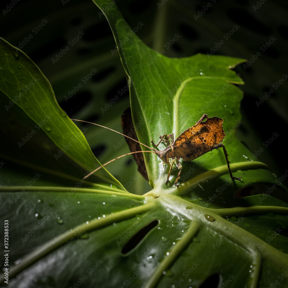 Insecto con forma de hoja en plantas verdes, insecto de zonas boscosas ...