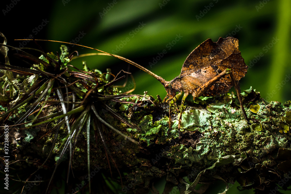 Insecto con forma de hoja en plantas verdes, insecto de zonas boscosas ...
