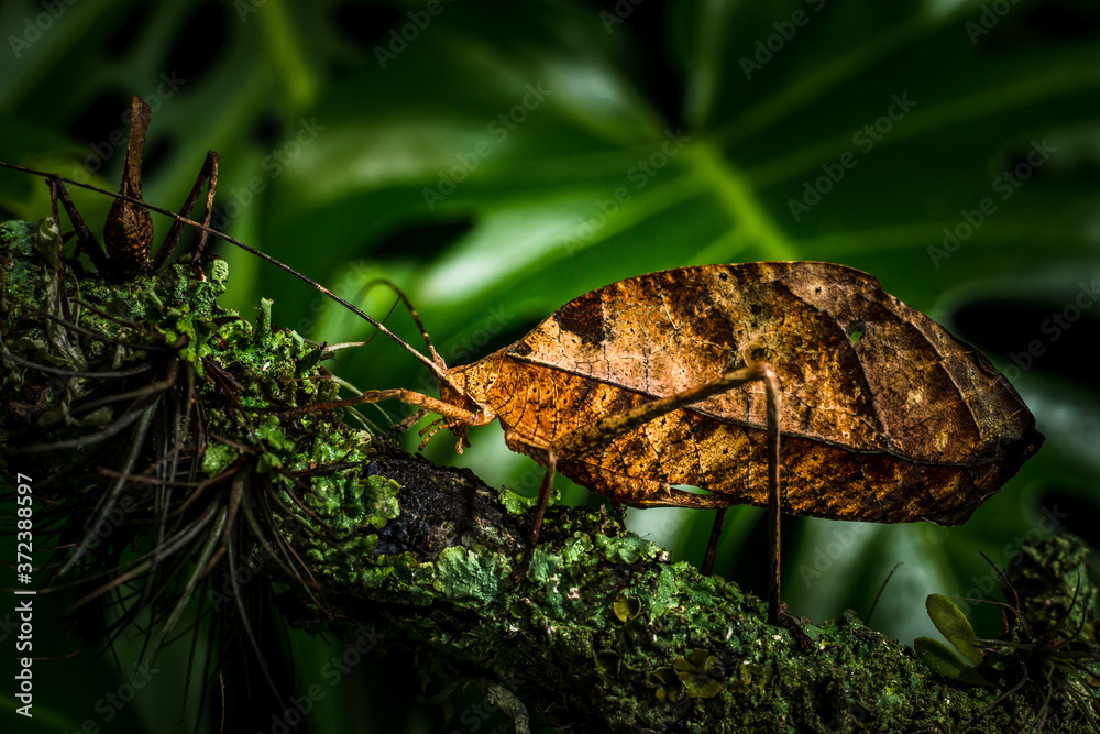 Insecto con forma de hoja en plantas verdes, insecto de zonas boscosas ...