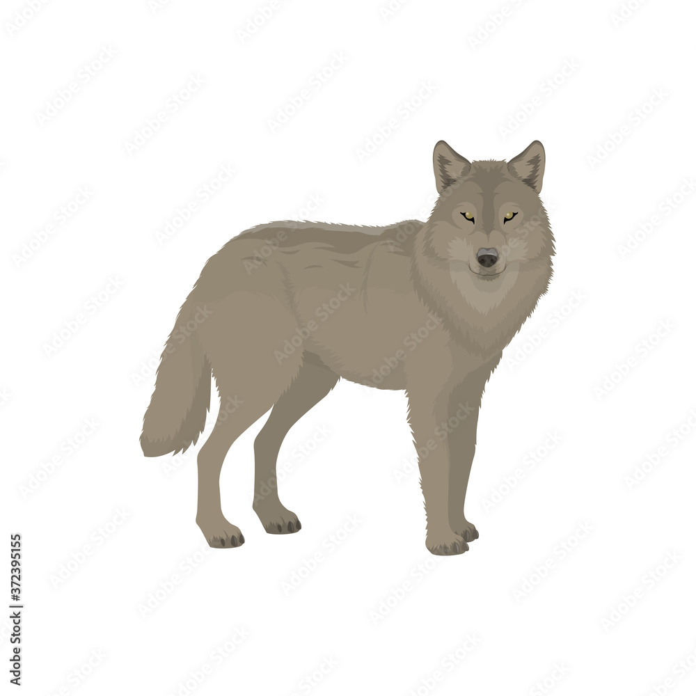 Gray wolf isolated forest animal profile view. Vector wild dog, polar ...