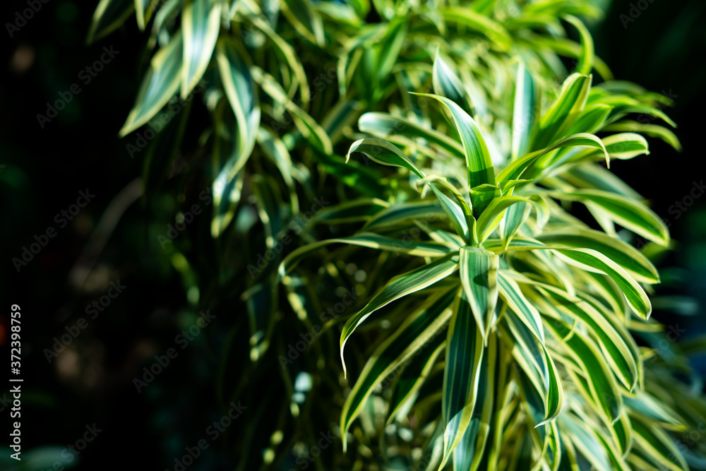 Foto de Snake plant in the park . Other name : Sansevieria trifasciata ...