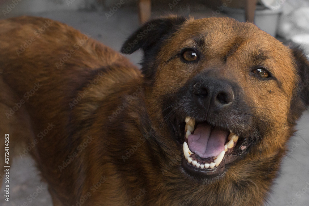 Homeless dog. Dog breed. Helping homeless animals. Wildlife protection ...