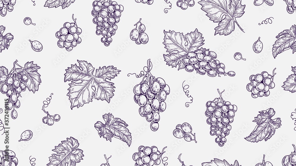 Grape pattern. Vine seamless texture, plants and leaves. Sketch ...