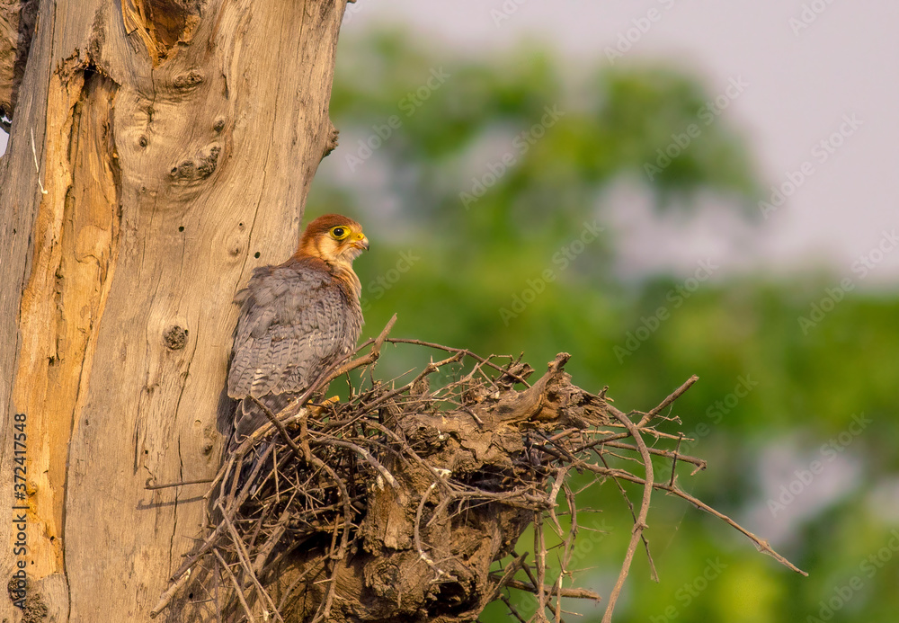 The red-necked falcon in nest on the tree Stock Photo | Adobe Stock