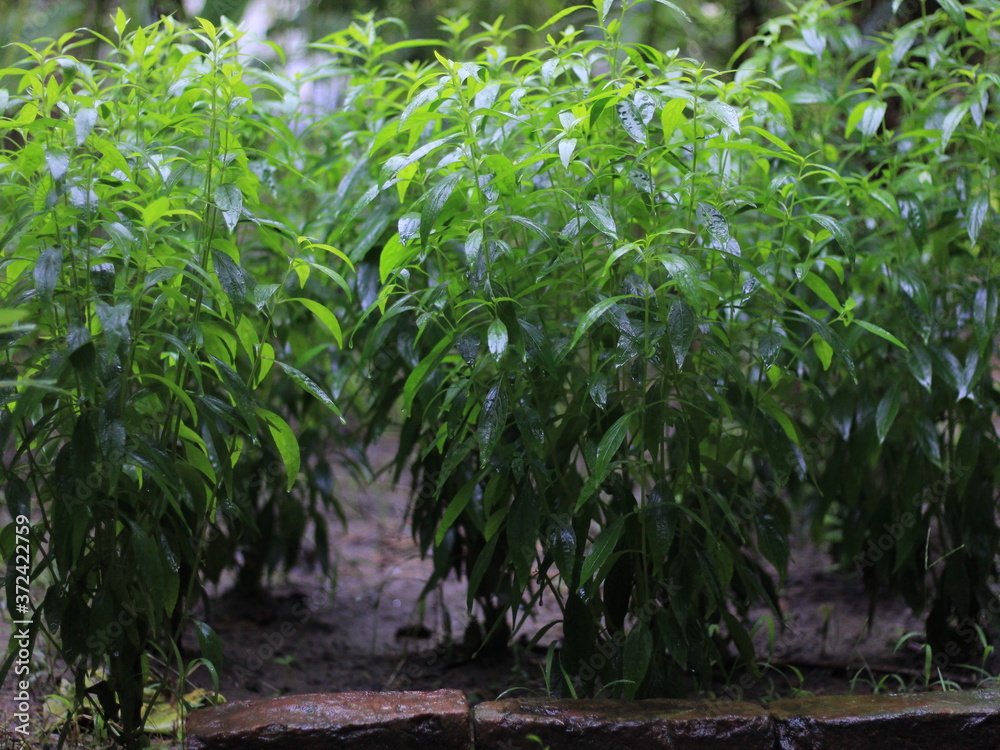 Green kalmegh (Andrographis paniculata) plant is also known as green ...