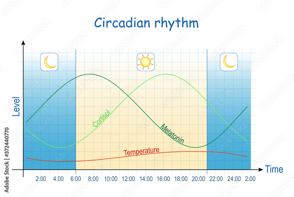 Circadian Rhythm Diagram Of Melatonin And Cortisol Hormones Level