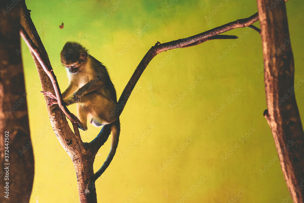 Gabon Talapoin Monkey (Miopithecus ogouensis). Northern talapoin. Stock ...