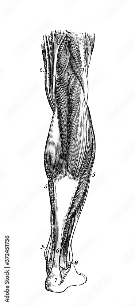 Muscles of the leg from the back in the old book Human body anatomy by ...