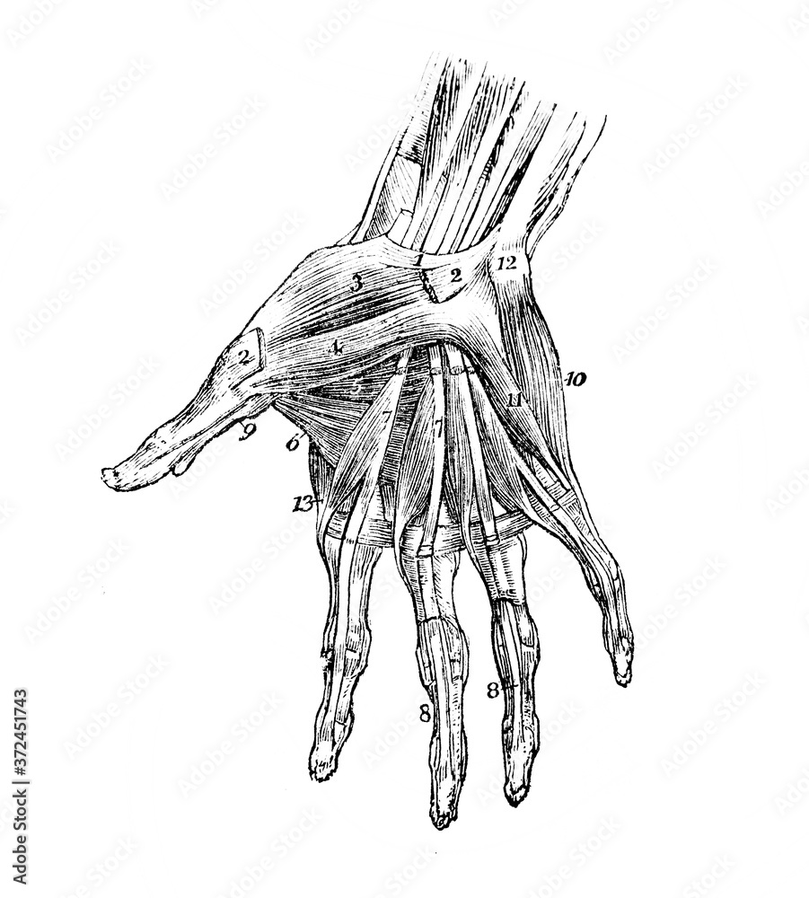 ภาพประกอบสต็อก Muscles of the palm in the old book Human body anatomy ...