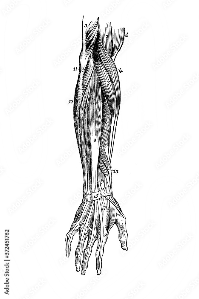 Muscles of the hand in the old book Human body anatomy by Dr. Holstein ...