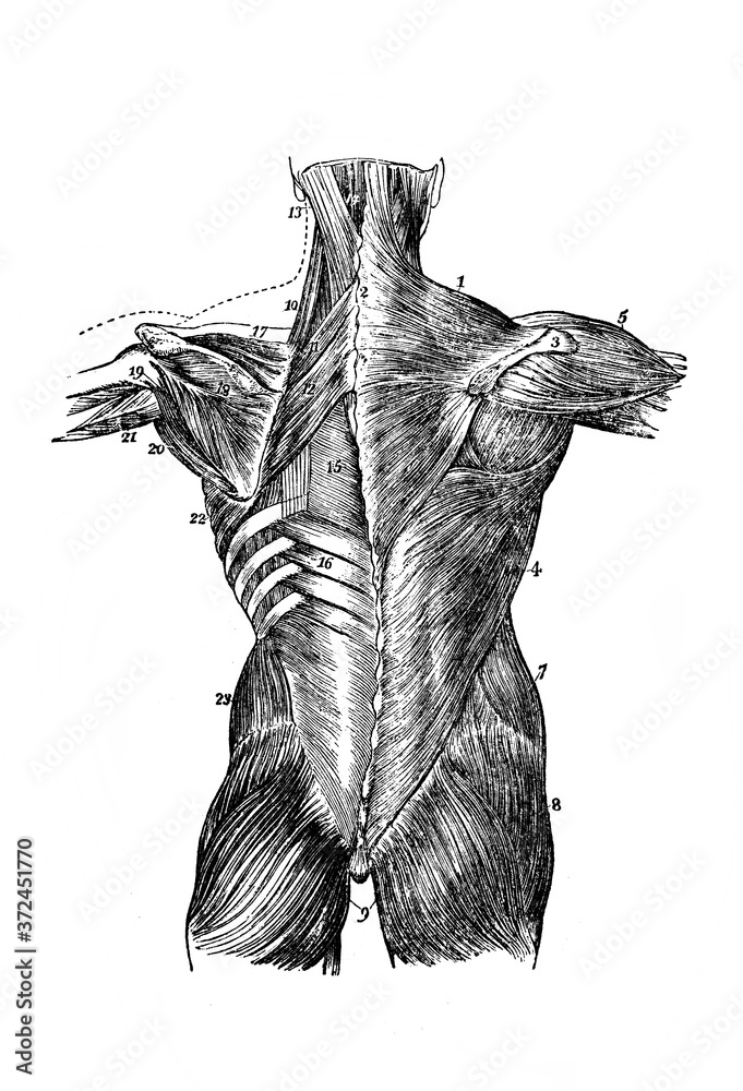 Plakát Muscles of the trunk from the back in the old book Human body ...