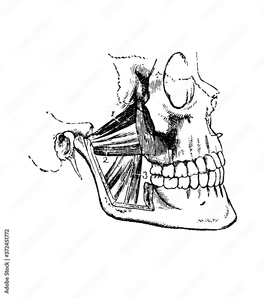 Skull with chewing muscles in the old book Human body anatomy by Dr ...