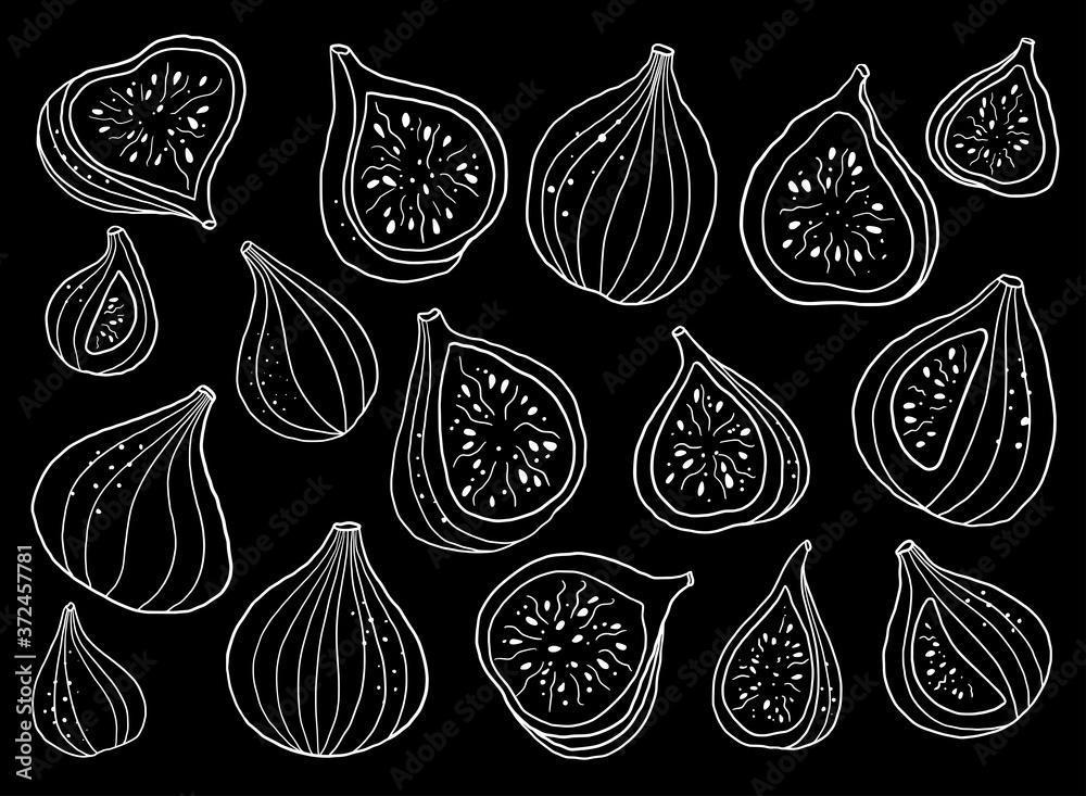Hand drawn vector figs illustration. Isolated white linework figs ...