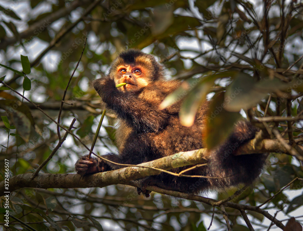 Capuchin monkeys are New World monkeys of the subfamily Cebinae. Seen ...