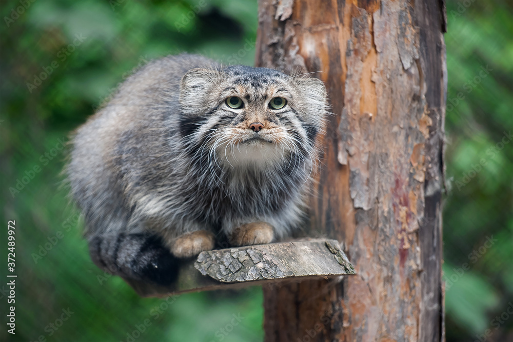 Pallas's cat (Otocolobus manul). Manul is living in the grasslands and ...