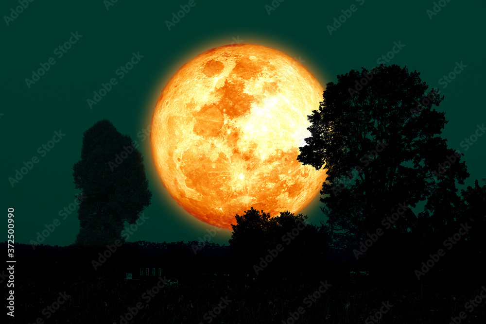 Super Corn blood moon and silhouette tree in field and the green night ...