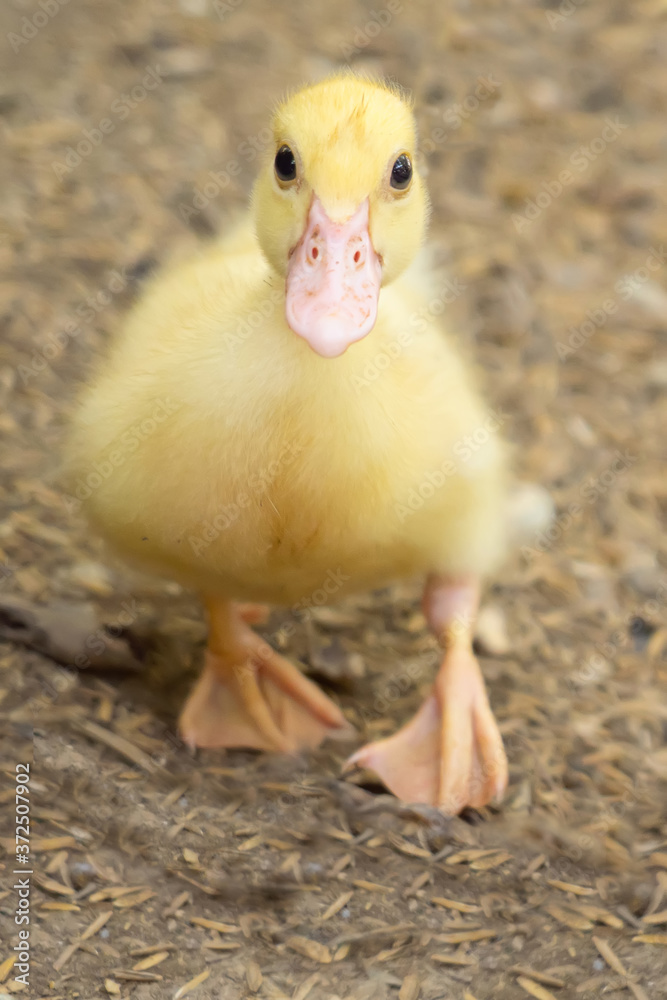 Farm Duck Baby