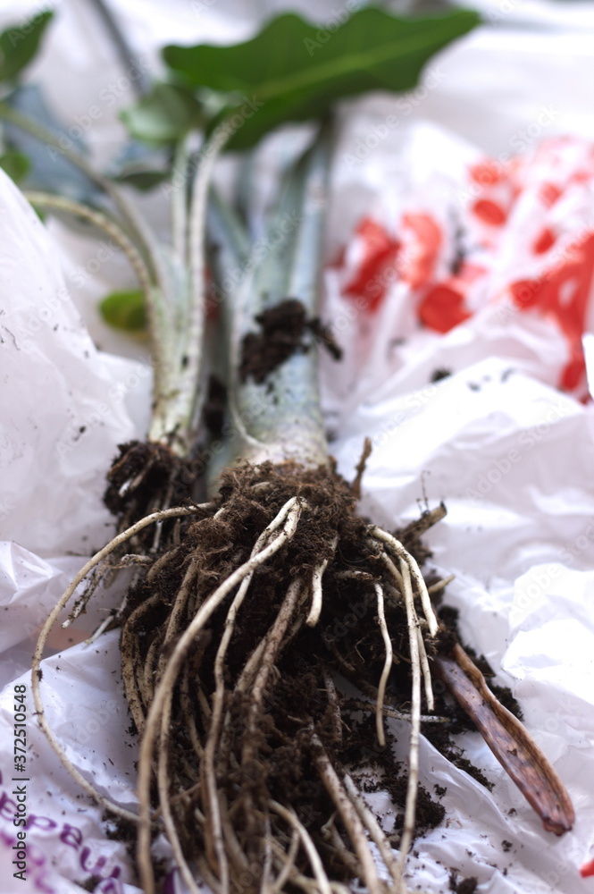 Root system of Alocasia houseplant Stock Photo | Adobe Stock