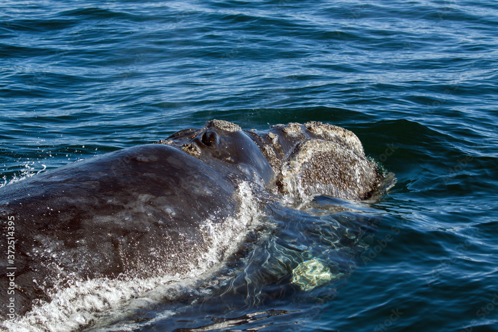 Southern right whale passing very near the camera so only a detail of ...