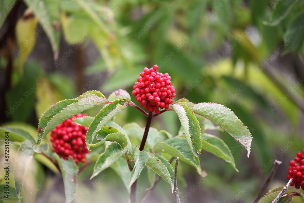 Roter Holunder Stock Photo | Adobe Stock