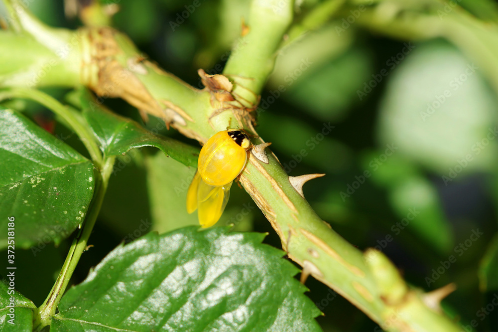 Fotografia do Stock: Ladybug Baby larva Stages. Pupa, Larvae Stages of ...