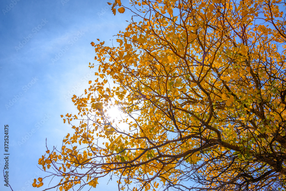Beautiful golden trees at Jinta Desert Populus Euphratica Huyang forest ...