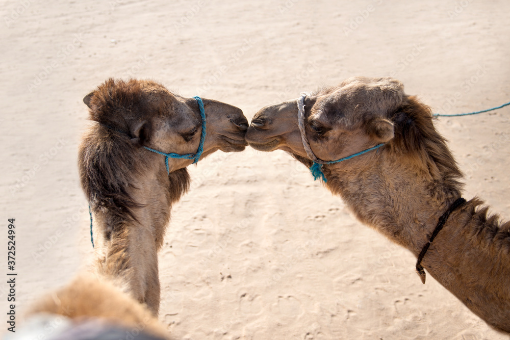 Two brown camels stand in the desert and kiss. Two large camels look at ... Two brown camels stand in the desert and kiss. Two large camels look at ...