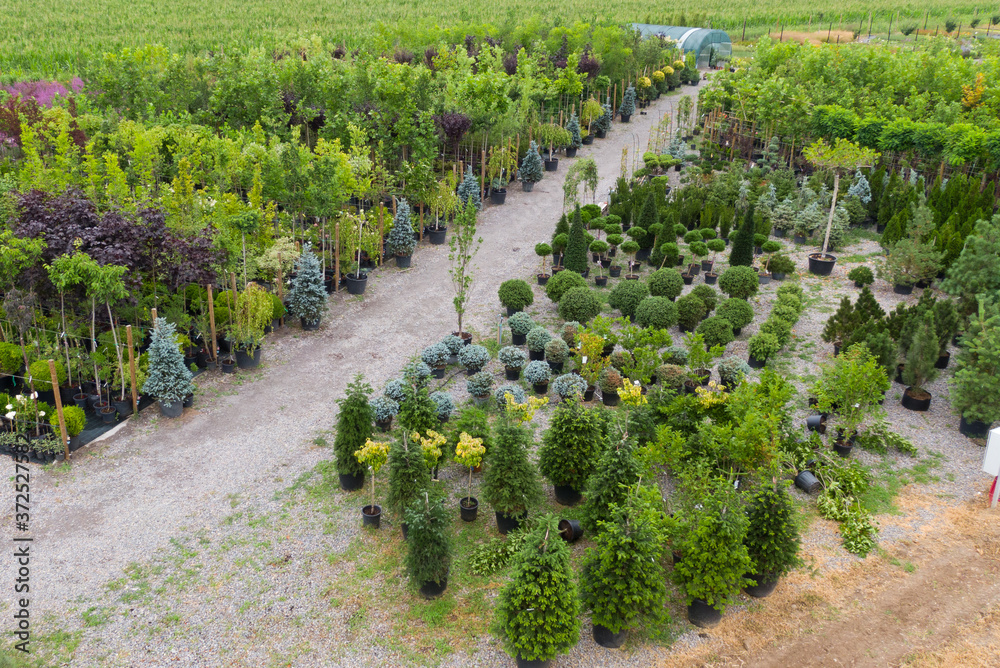 Different ornamental plants on the local farm to grow seedlings of ...