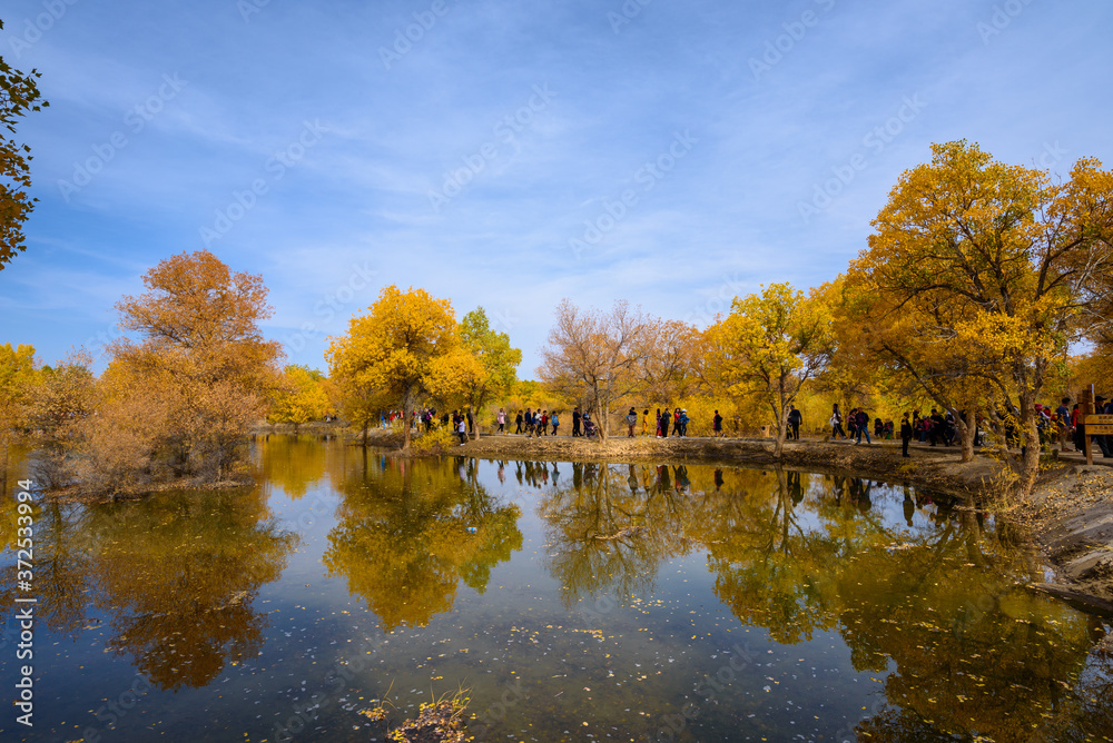 Beautiful golden trees at Jinta Desert Populus Euphratica Huyang forest ...