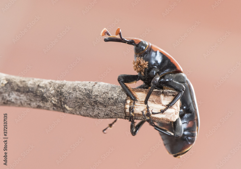 Rhynchophorus ferrugineus asian sago palm weevil beetle of large size ...