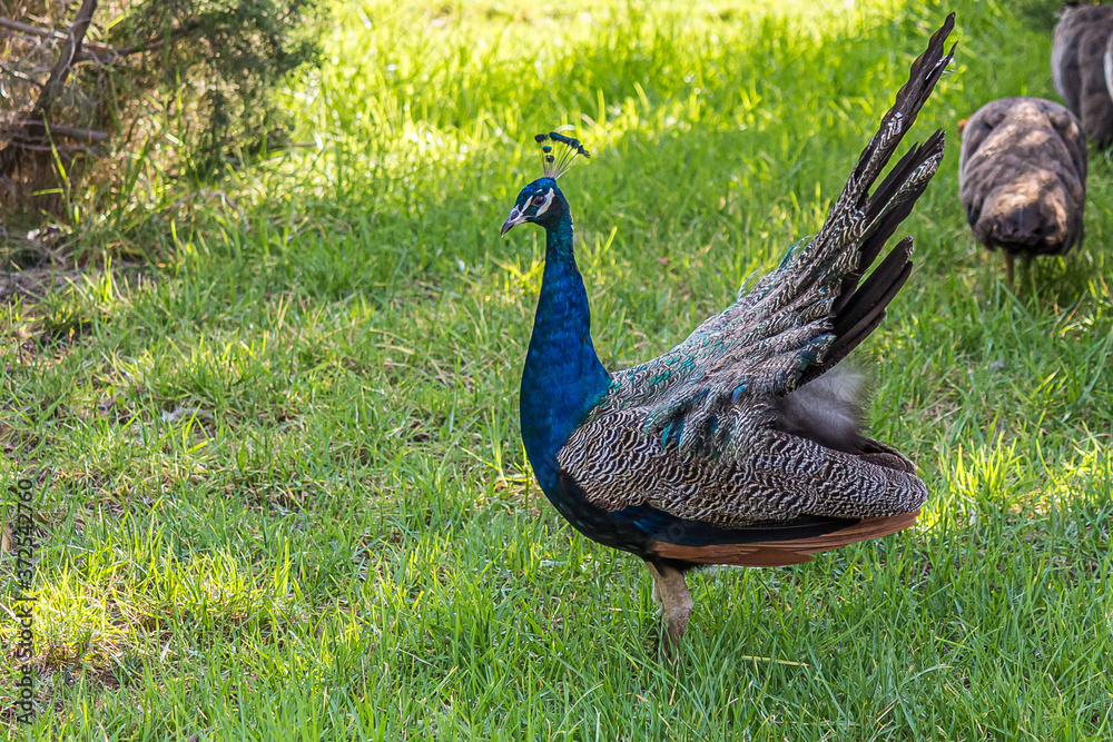 The Indian peafowl (Pavo cristatus), also known as the common or blue ...