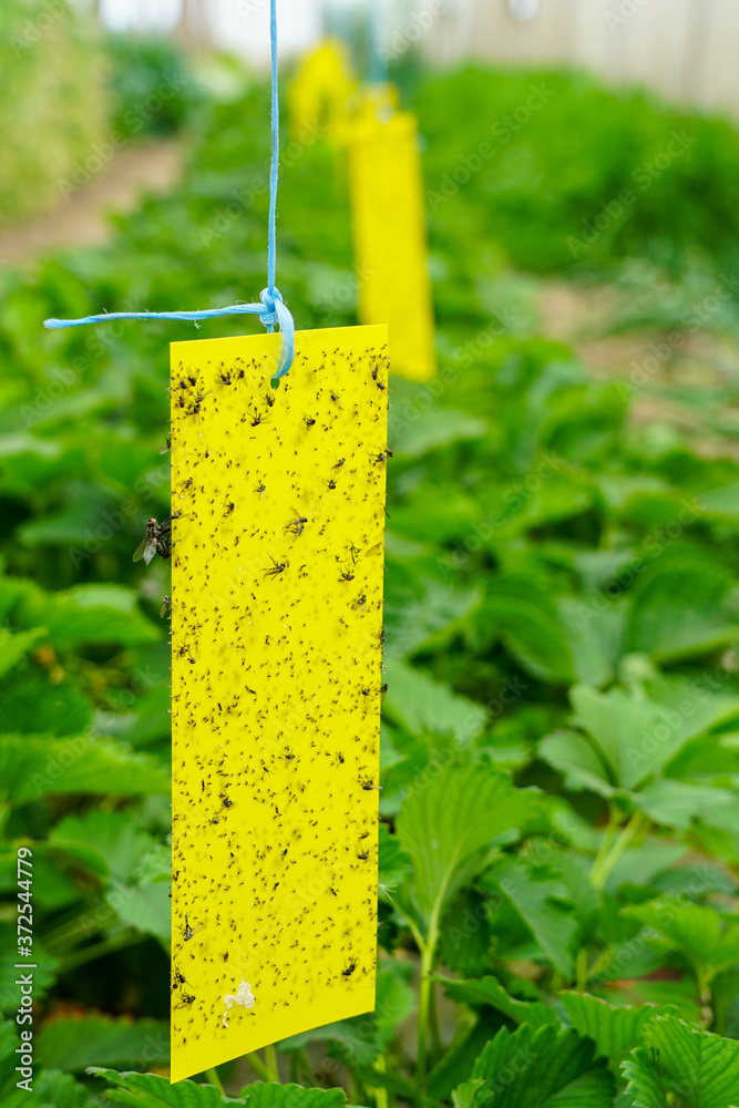 sticky plate for catching harmful insects in the greenhouse Stock Photo ...