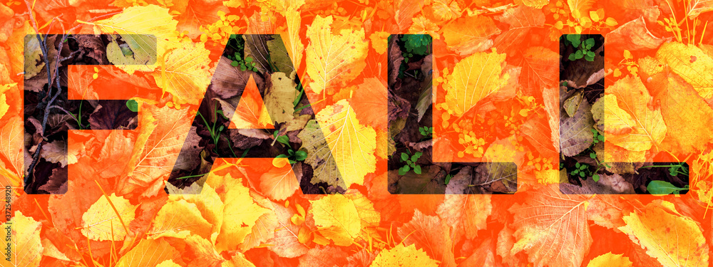 fall text in orange color tone fallen leaves of hazel tree environment ...