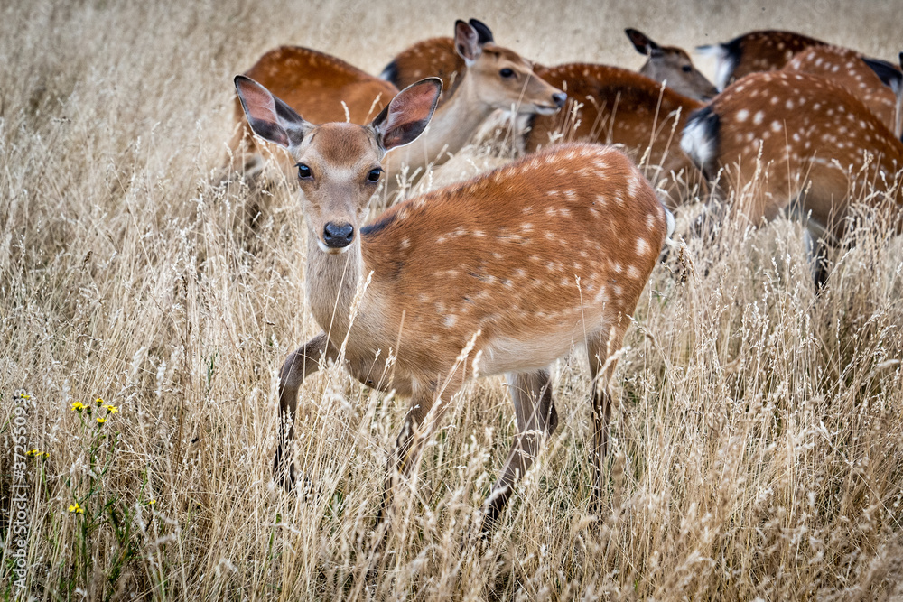 Zahme rehe in der Natur lassen sich von Menschen füttern Stock Photo ...