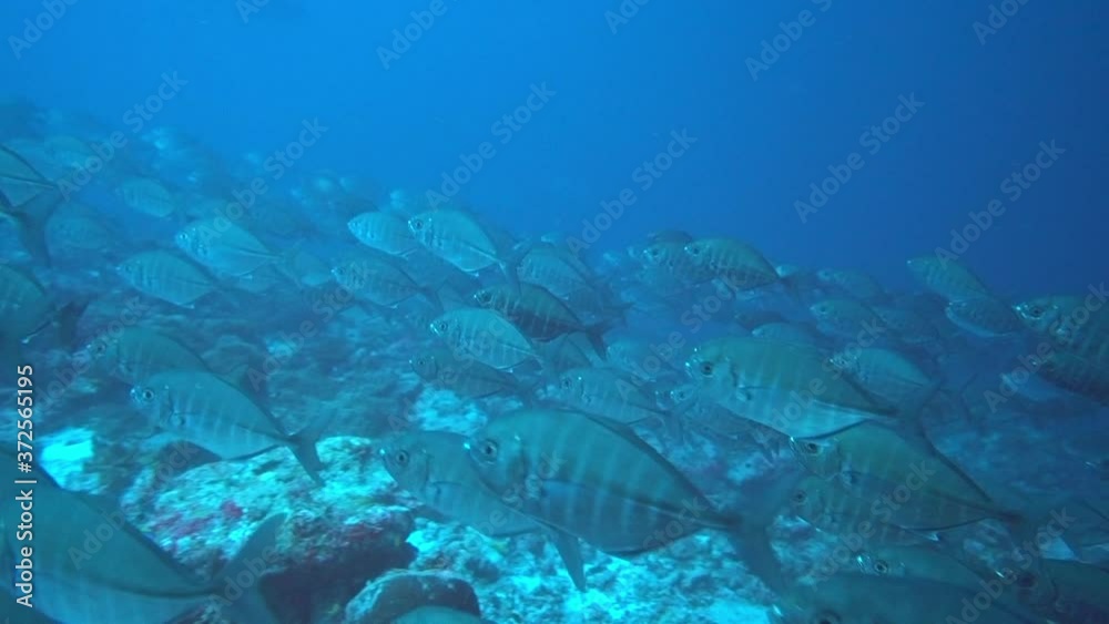School of tuna tunny fish on the blue background of the sea under water ...