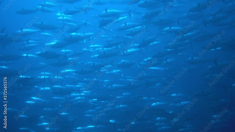 School of tuna tunny fish on the blue background of the sea under water ...