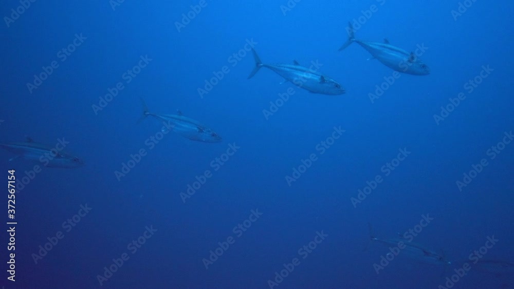 Video Stock School of tuna tunny fish on the blue background of the sea ...